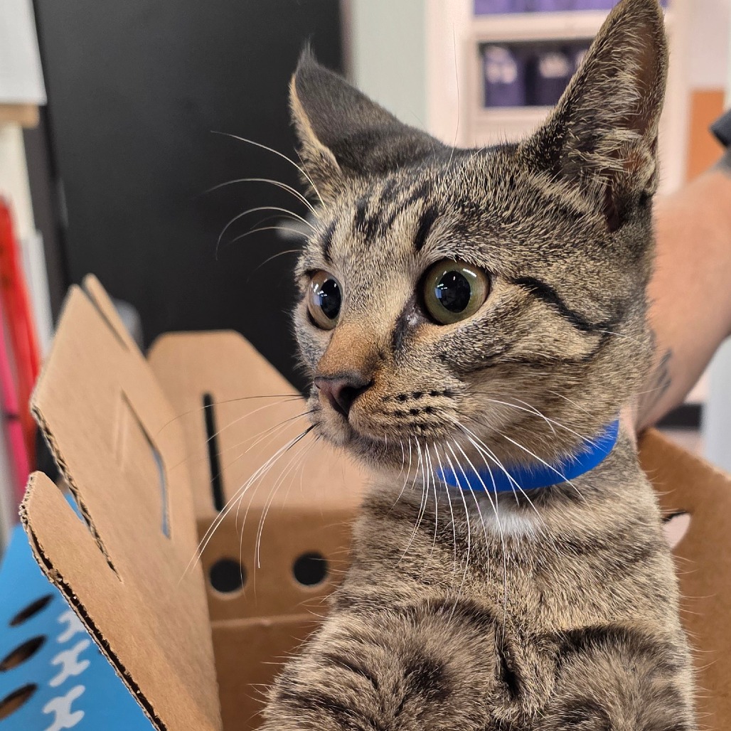 Tampa, FL Lost Female Cat, Marbles Is Missing | PawBoost