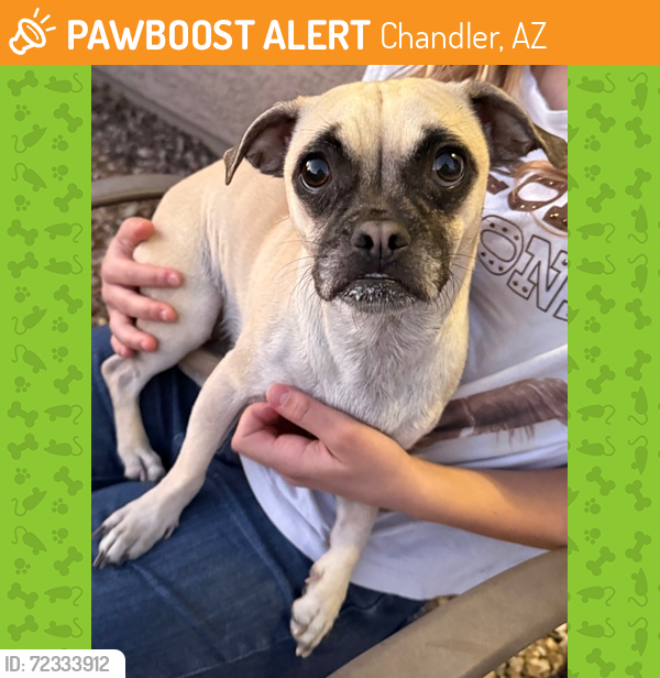 Chandler, AZ Stray Female Dog Found Near Near N Arizona Ave | PawBoost