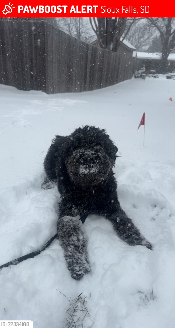 Sioux Falls, SD Lost Female Dog, Naz Is Missing | PawBoost