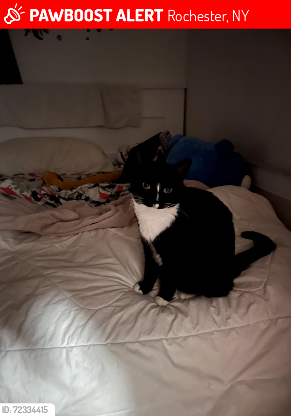 Rochester, NY Lost Female Cat, Oreo Is Missing | PawBoost