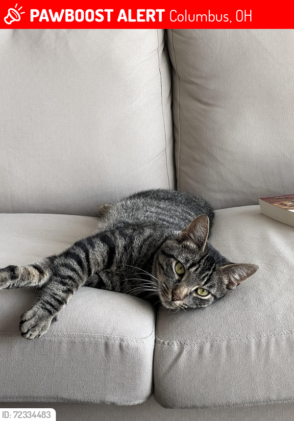Columbus, OH Lost Male Cat, Gregory Is Missing | PawBoost