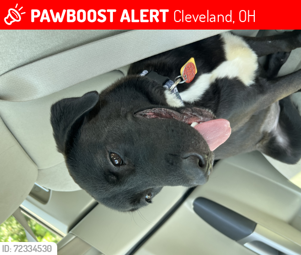 Cleveland, OH Lost Female Dog, Kimber Is Missing | PawBoost