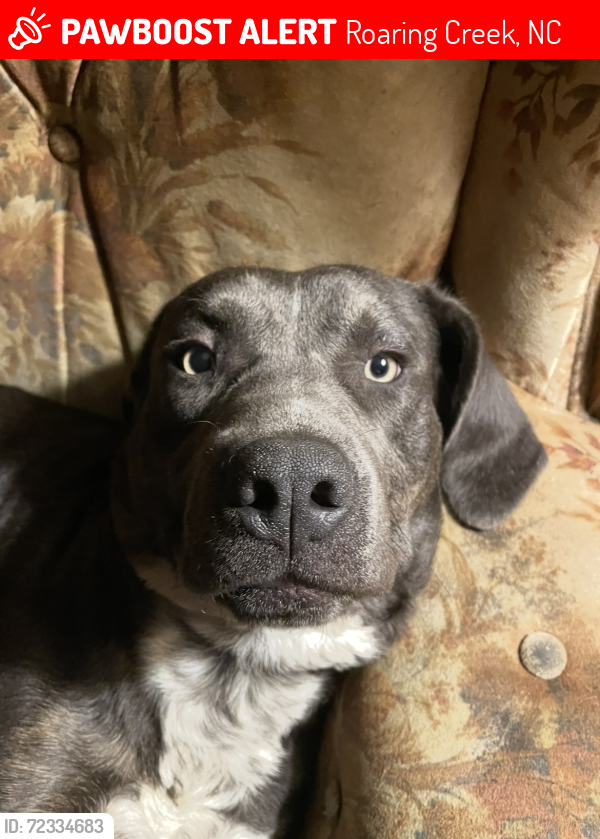 Roaring Creek, NC Lost Male Dog, Stinker Is Missing | PawBoost