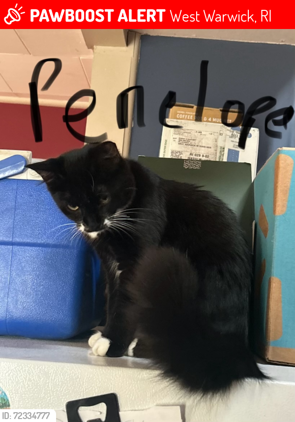 West Warwick, RI Lost Female Cat, Penelope Is Missing | PawBoost