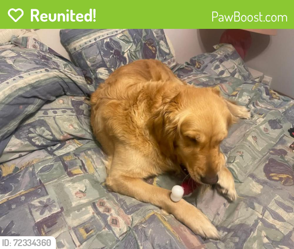 Reunited Female Dog in Fargo, ND 58103 (ID: 72334360) | PawBoost