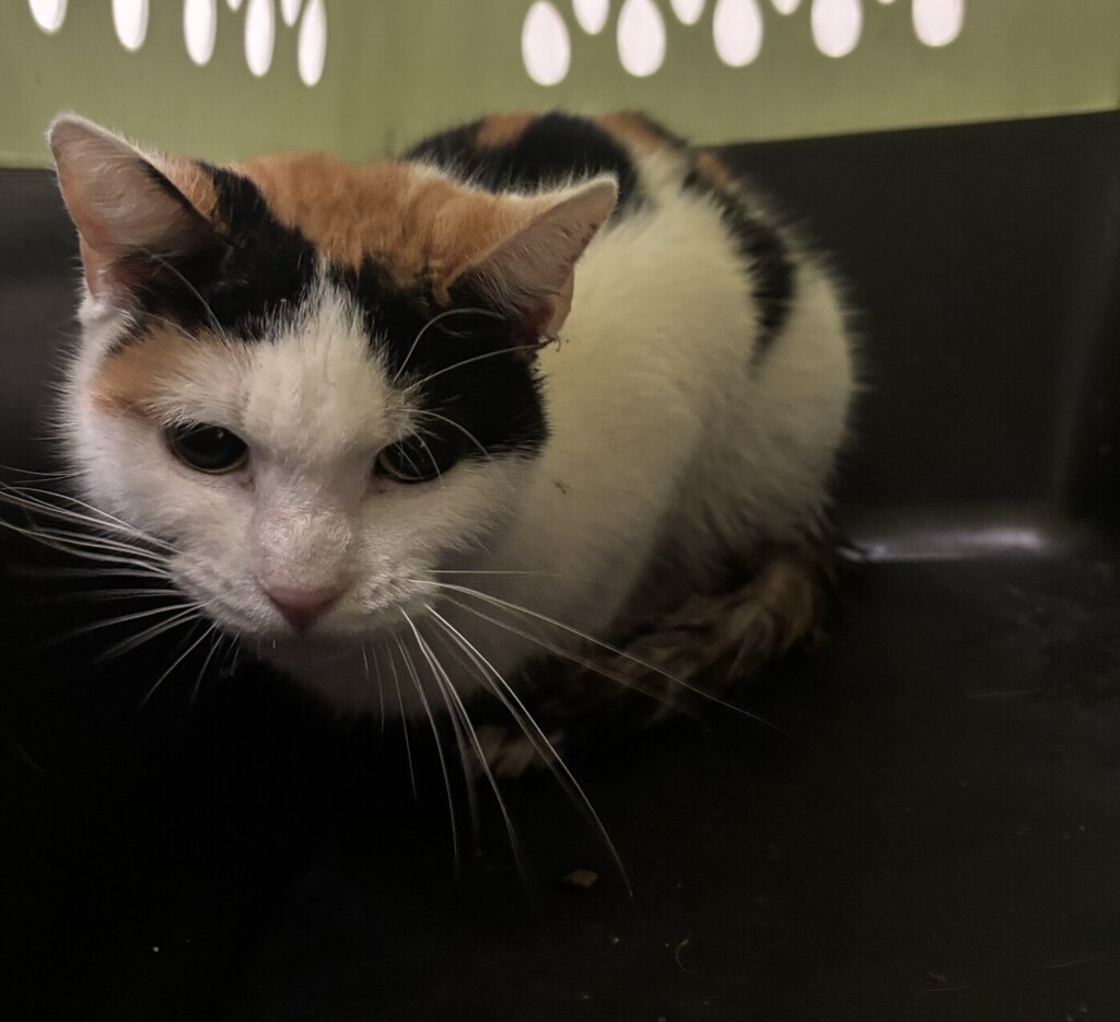 New York, NY Lost Female Cat, Confetti Funfetti Is Missing | PawBoost