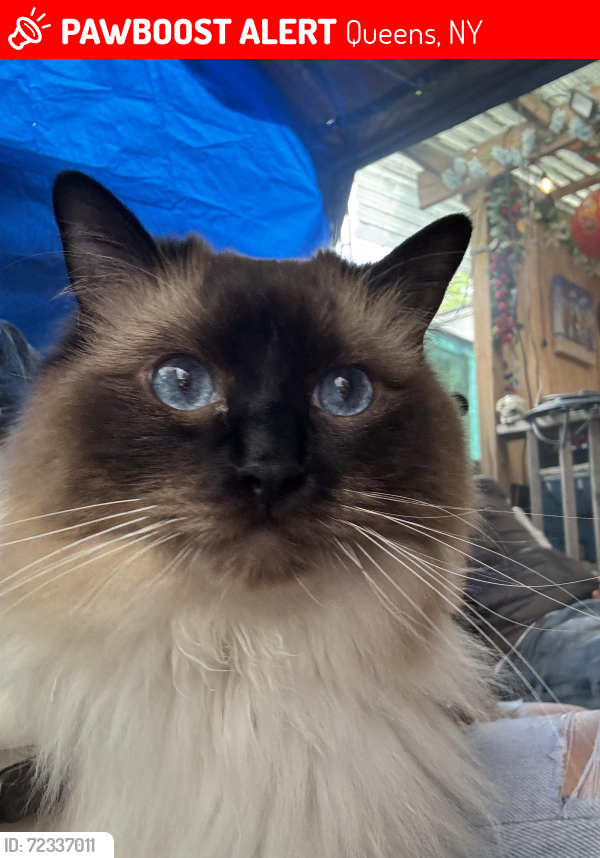 Queens, NY Lost Male Cat, Simba Is Missing | PawBoost