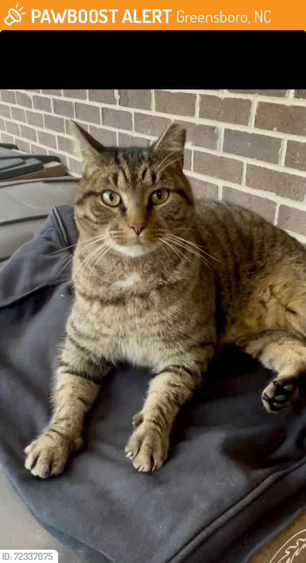 Rehomed Male Cat in Greensboro, NC 27407 (ID: 72337075) | PawBoost