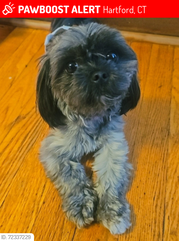 Hartford, CT Lost Female Dog, Max Nieves Is Missing | PawBoost