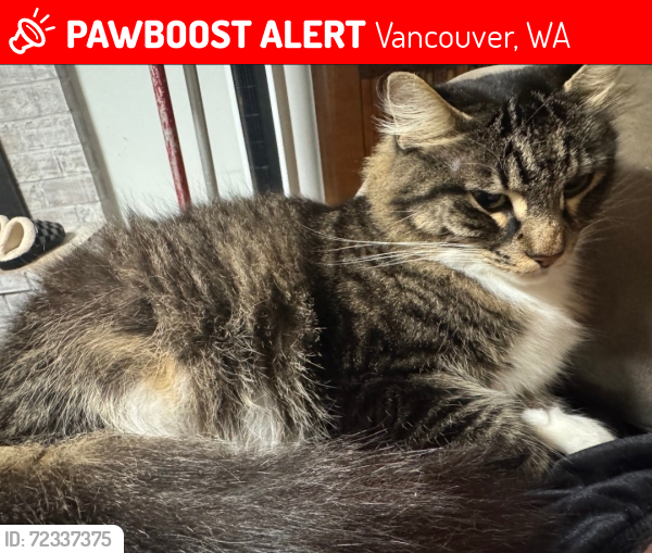 Vancouver, WA Lost Female Cat, Fiona Is Missing | PawBoost
