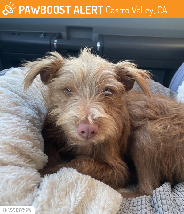 Castro Valley, CA Stray Male Dog Found Near Lake Chabot Regional Park ...