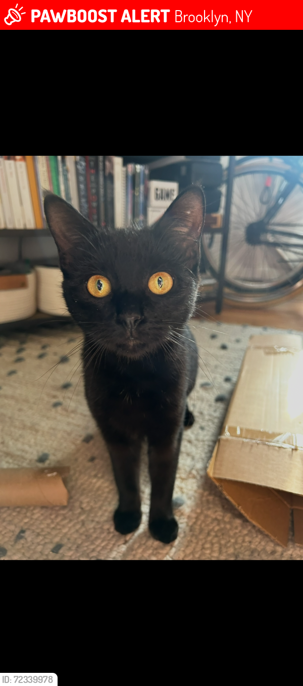 Brooklyn, NY Lost Female Cat, Alluka Is Missing | PawBoost