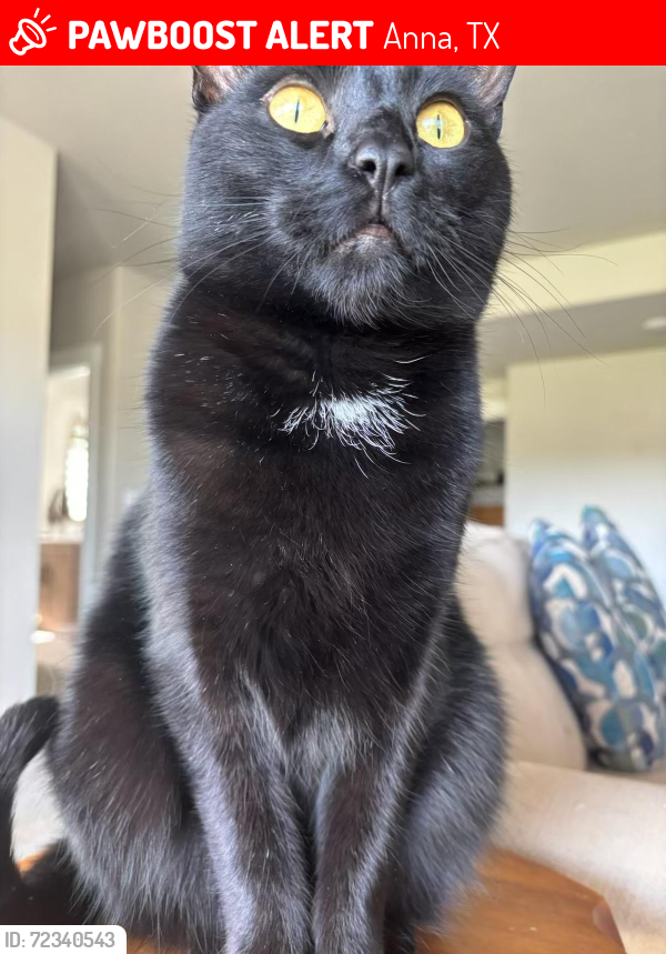 Anna, TX Lost Male Cat, Astro Is Missing | PawBoost