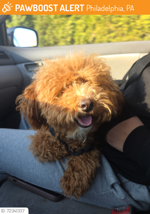 Philadelphia, PA Stray Dog Found Near northeast area | PawBoost