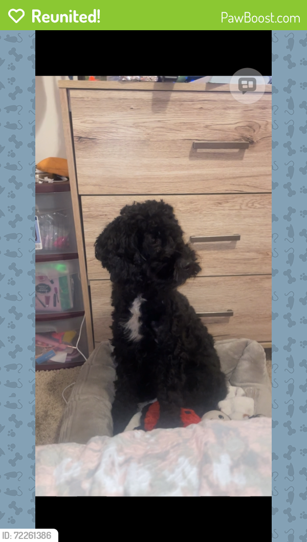 Reunited Male Dog in Akron, OH 44304 (ID: 72261386) | PawBoost