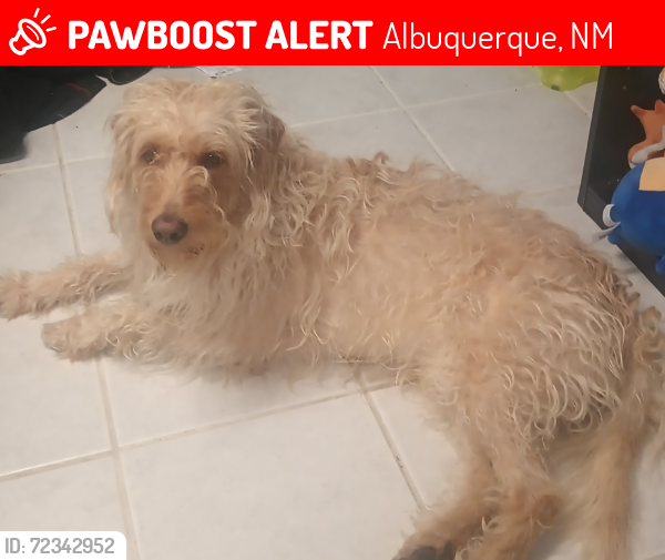 Albuquerque, NM Lost Male Dog, Jack Is Missing | PawBoost