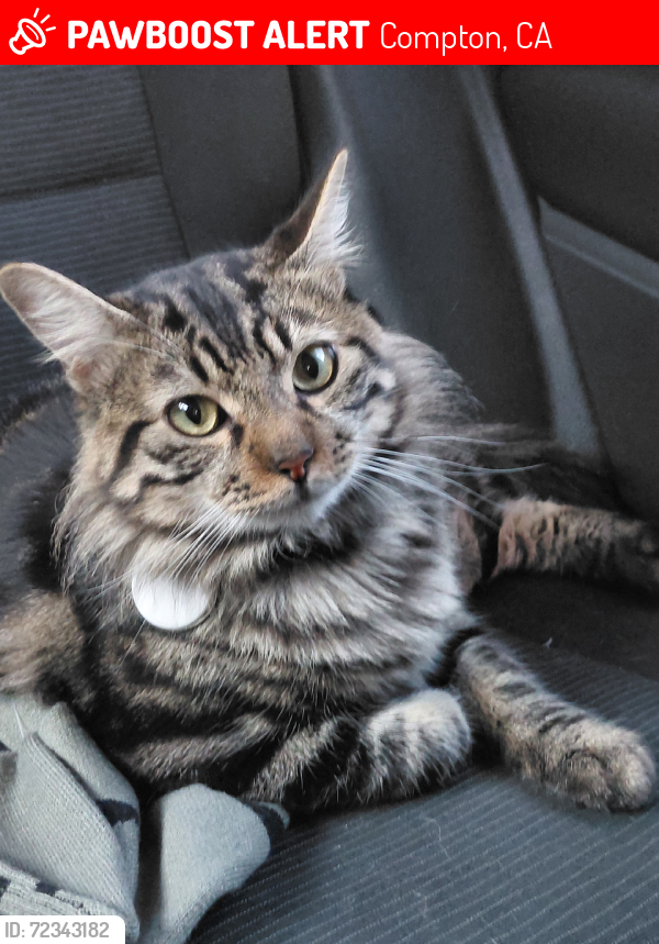Compton, CA Lost Male Cat, Fidel Is Missing | PawBoost