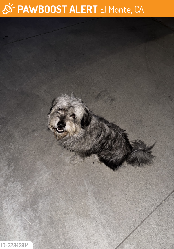 El Monte, CA Stray Dog Found Near Parkway Dr, Thienes, Fineview,Durfee ...