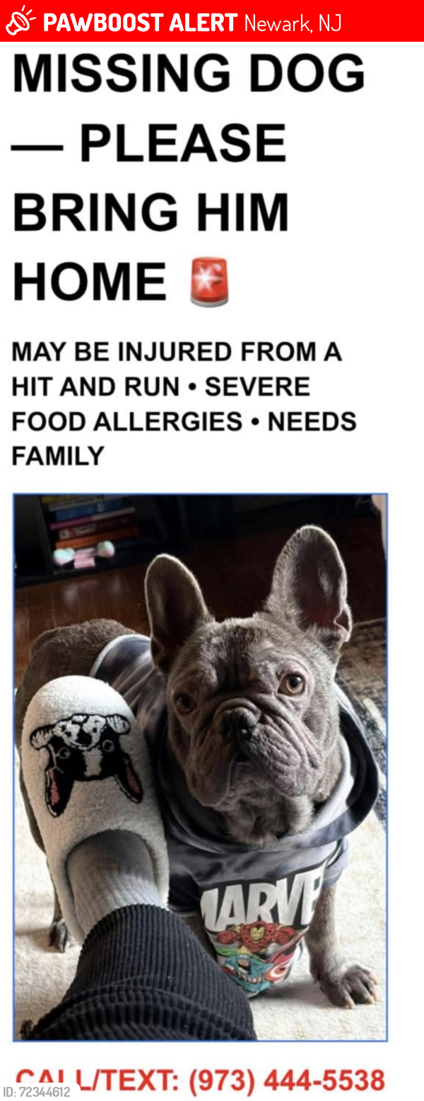 Newark, NJ Lost Male Dog, Biggie Is Missing | PawBoost
