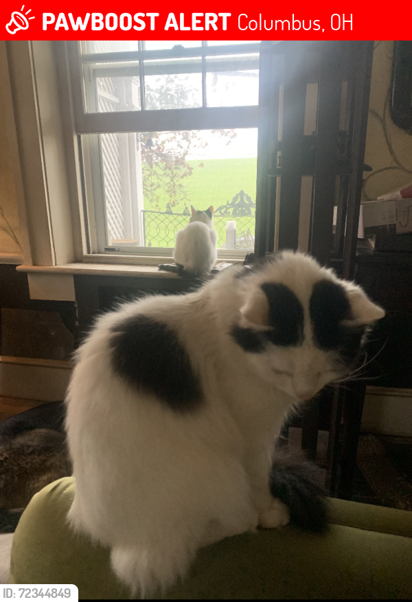 Columbus, OH Lost Female Cat, Zena Is Missing | PawBoost
