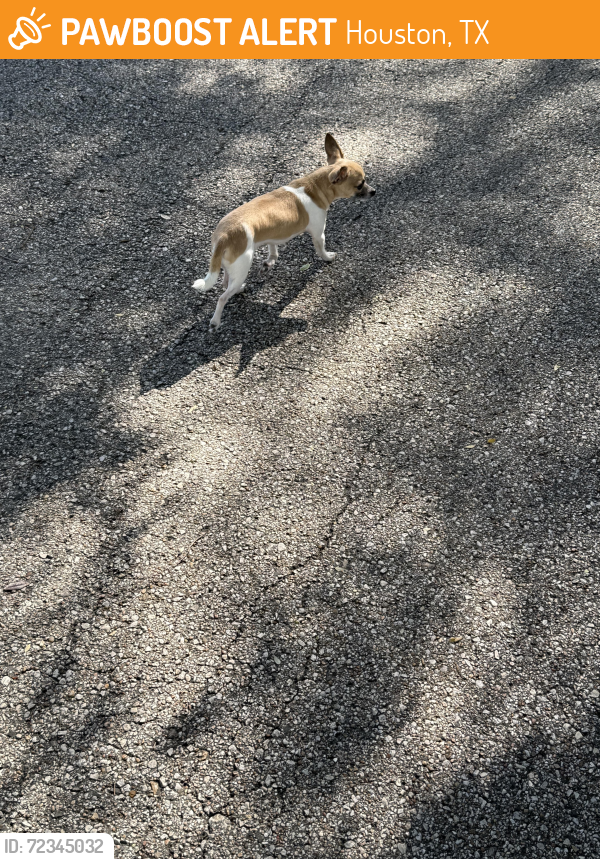 Houston, TX Stray Dog Found Near Westpark tollway | PawBoost