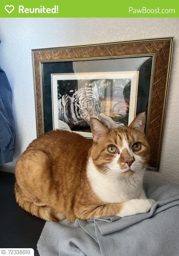 Reunited Male Cat in Wiggins, CO 80654 (ID: 72338610) | PawBoost