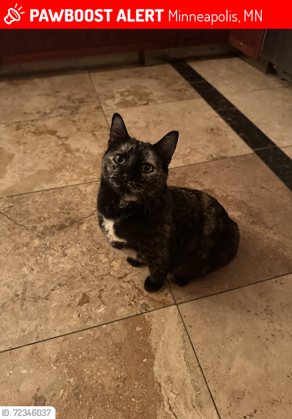 Minneapolis, MN Lost Female Cat, Oreo Is Missing | PawBoost