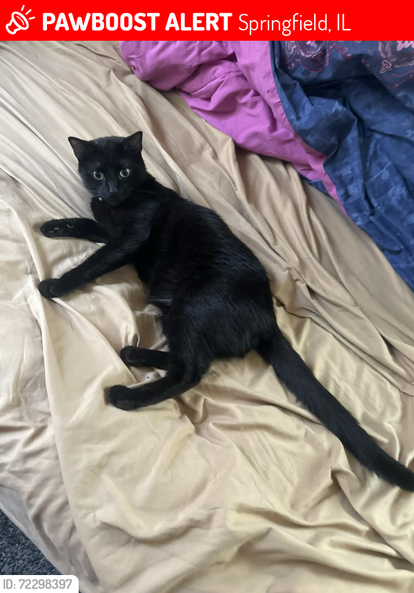 Springfield, IL Lost Female Cat, Binky Is Missing | PawBoost