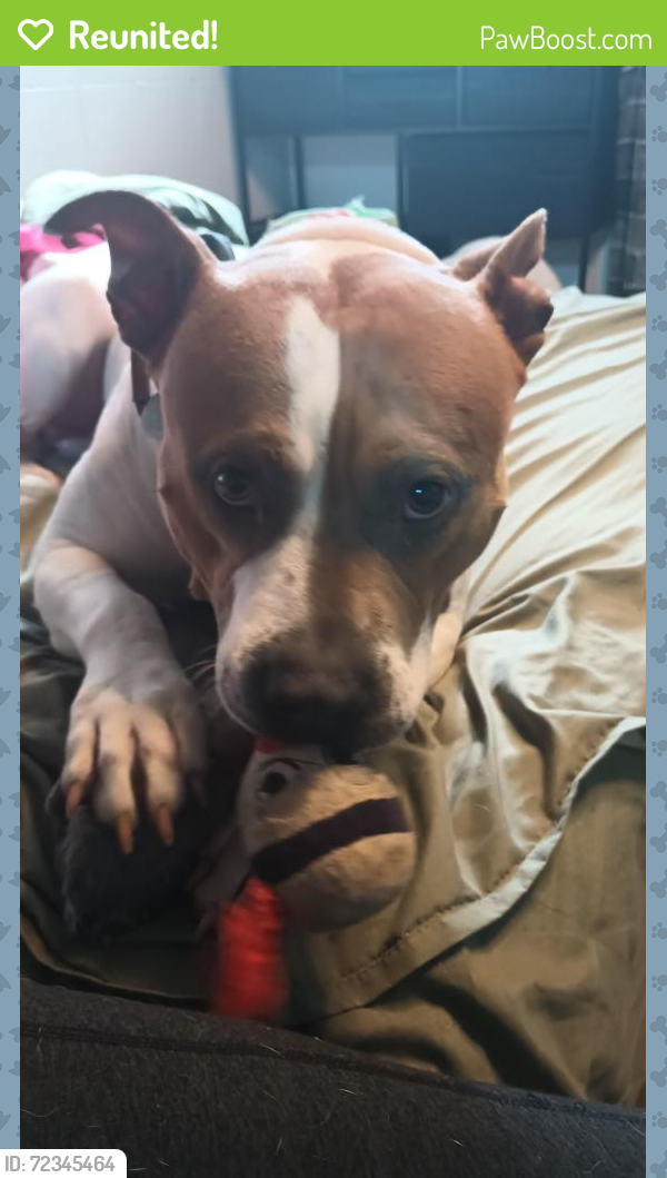 Reunited Male Dog in Columbus, OH 43219 (ID: 72345464) | PawBoost