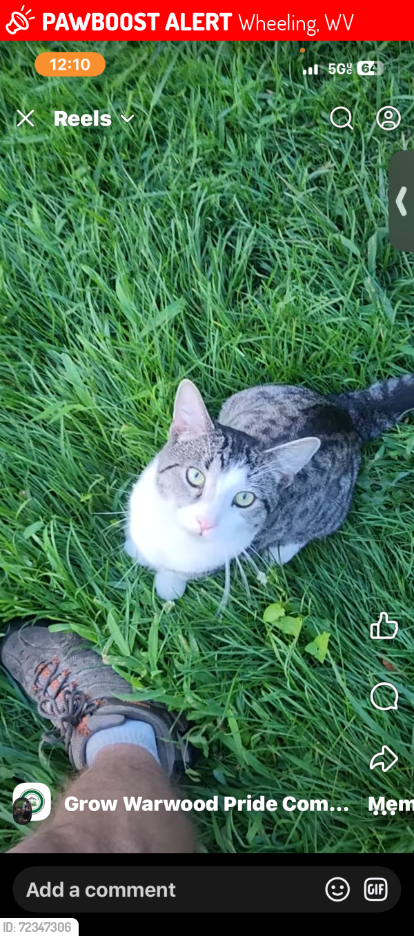 Wheeling, WV Lost Male Cat, Liam Is Missing | PawBoost