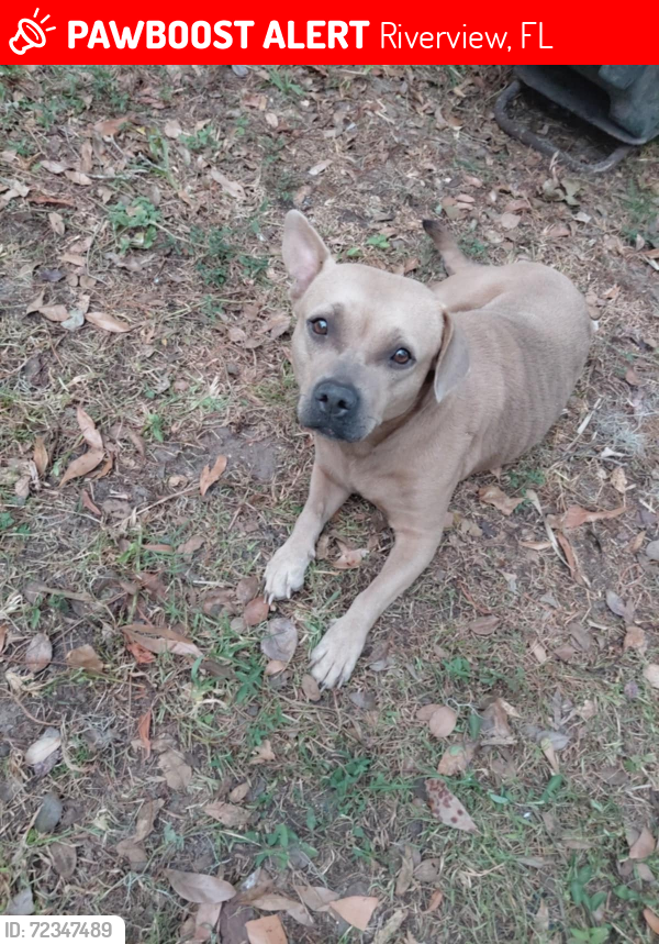 Riverview, FL Lost Female Dog, Ruby Is Missing | PawBoost