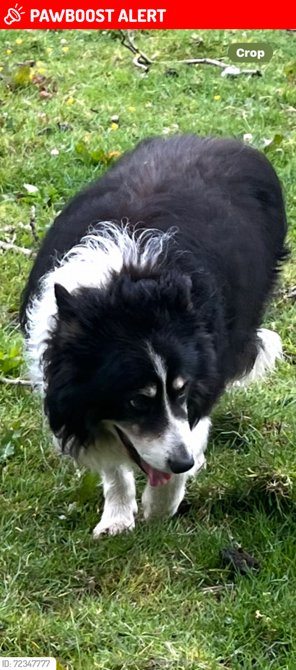 Mountfield, Northern Ireland Lost Male Dog, Ben Is Missing | PawBoost