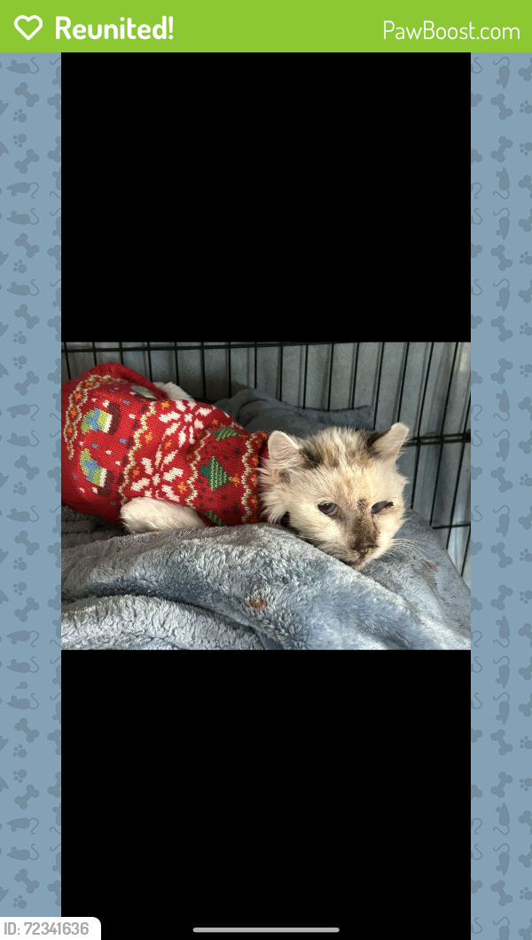 Reunited Male Cat in Albuquerque, NM 87102 (ID: 72341636) | PawBoost