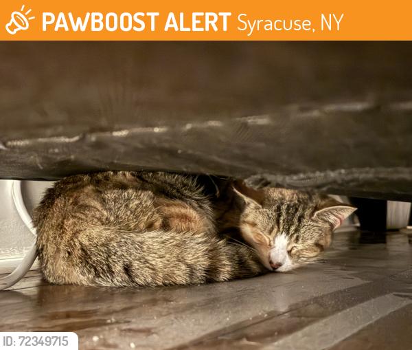 Rehomed Cat in Syracuse, NY 13210 (ID: 72349715) | PawBoost