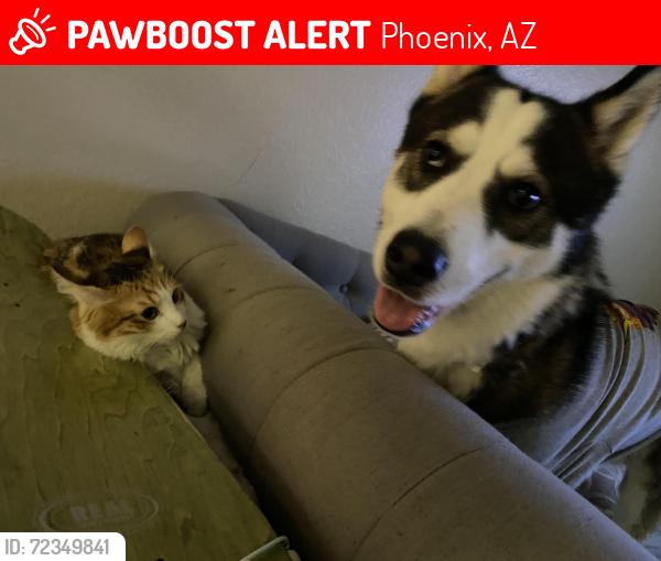 Phoenix, AZ Lost Male Dog, Chulo Is Missing | PawBoost