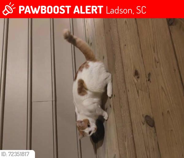 Ladson, SC Lost Male Cat, Cheeto Is Missing | PawBoost