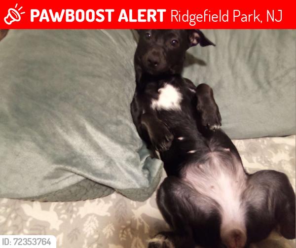 Ridgefield Park, NJ Lost Female Dog, Poppy Is Missing | PawBoost