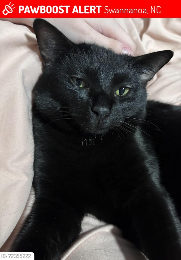 Swannanoa, NC Lost Male Cat, Asher Is Missing | PawBoost