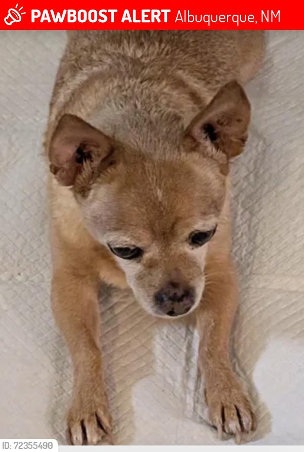 Albuquerque, NM Lost Male Dog, Baby/cujo Is Missing | PawBoost