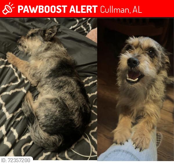 Cullman, AL Lost Male Dog, Fat Boy Is Missing | PawBoost