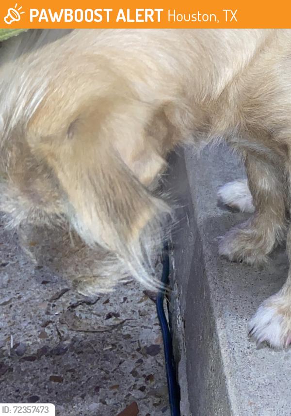Houston, TX Stray Dog Found Near Sutton elementary | PawBoost