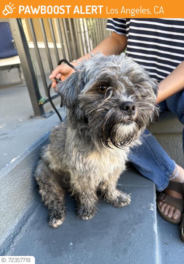 Los Angeles, CA Stray Male Dog Found Near Crenshaw and Adams | PawBoost