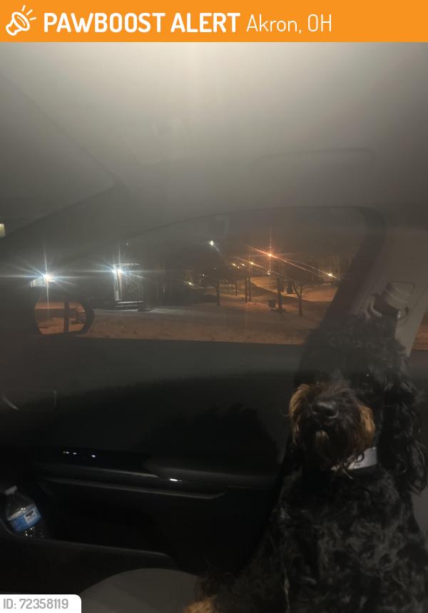 Akron, OH Stray Male Dog Found Near Treeside Cromwell thurmont | PawBoost