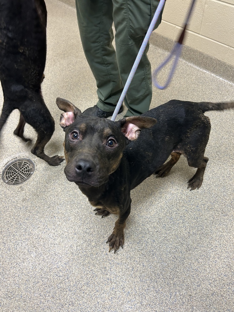 Virginia Beach, VA Lost Male Dog, sb_183857 Is Missing | PawBoost