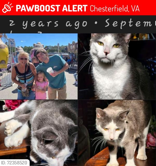 Chesterfield, VA Lost Male Cat, Rocky Mellor Is Missing | PawBoost