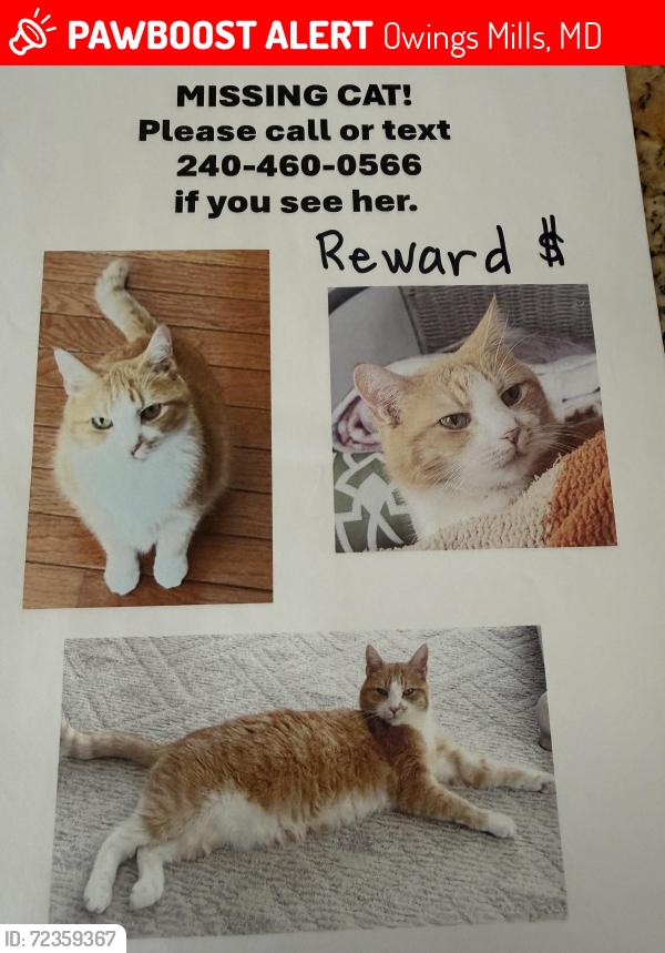 Owings Mills, MD Lost Female Cat, Whiskey Is Missing | PawBoost