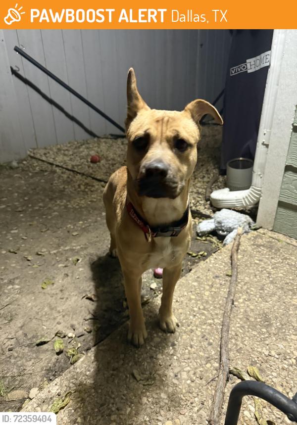 Rehomed Female Dog in Dallas, TX 75243 (ID: 72359404) | PawBoost
