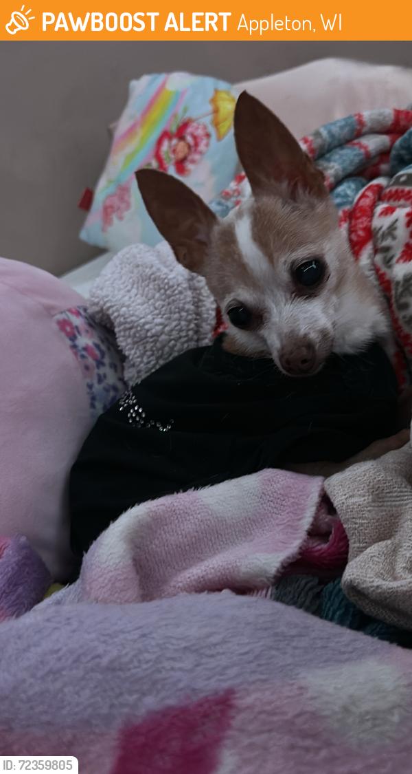 Appleton, WI Stray Female Dog Found Near Appleton and Roderick | PawBoost