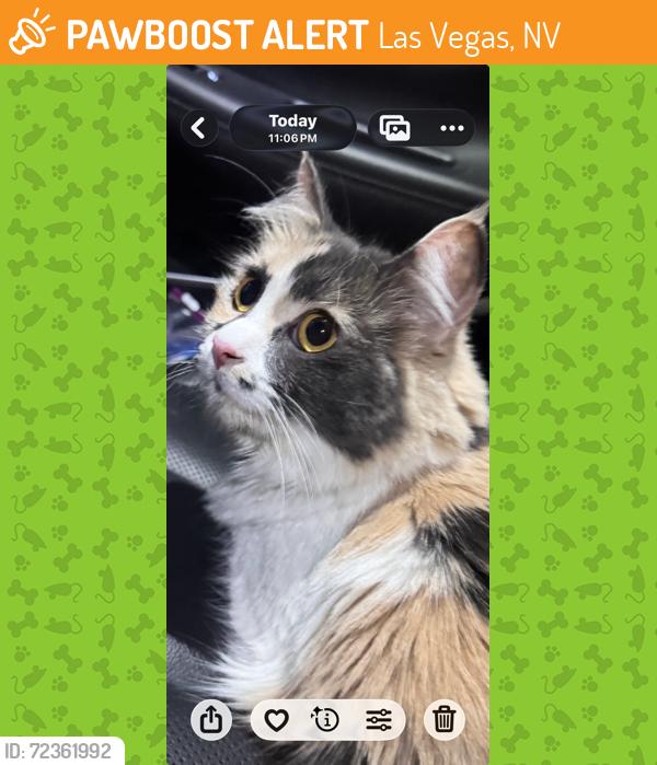 Las Vegas, NV Stray Cat Found Near Bristle Falls and Inyo | PawBoost