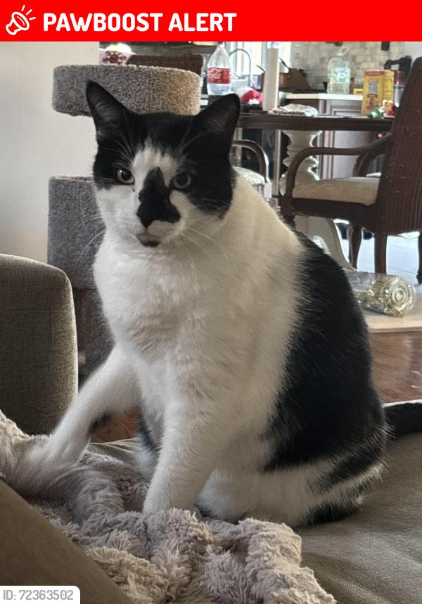 Upper Saddle River, NJ Lost Male Cat, Chadwick Is Missing | PawBoost